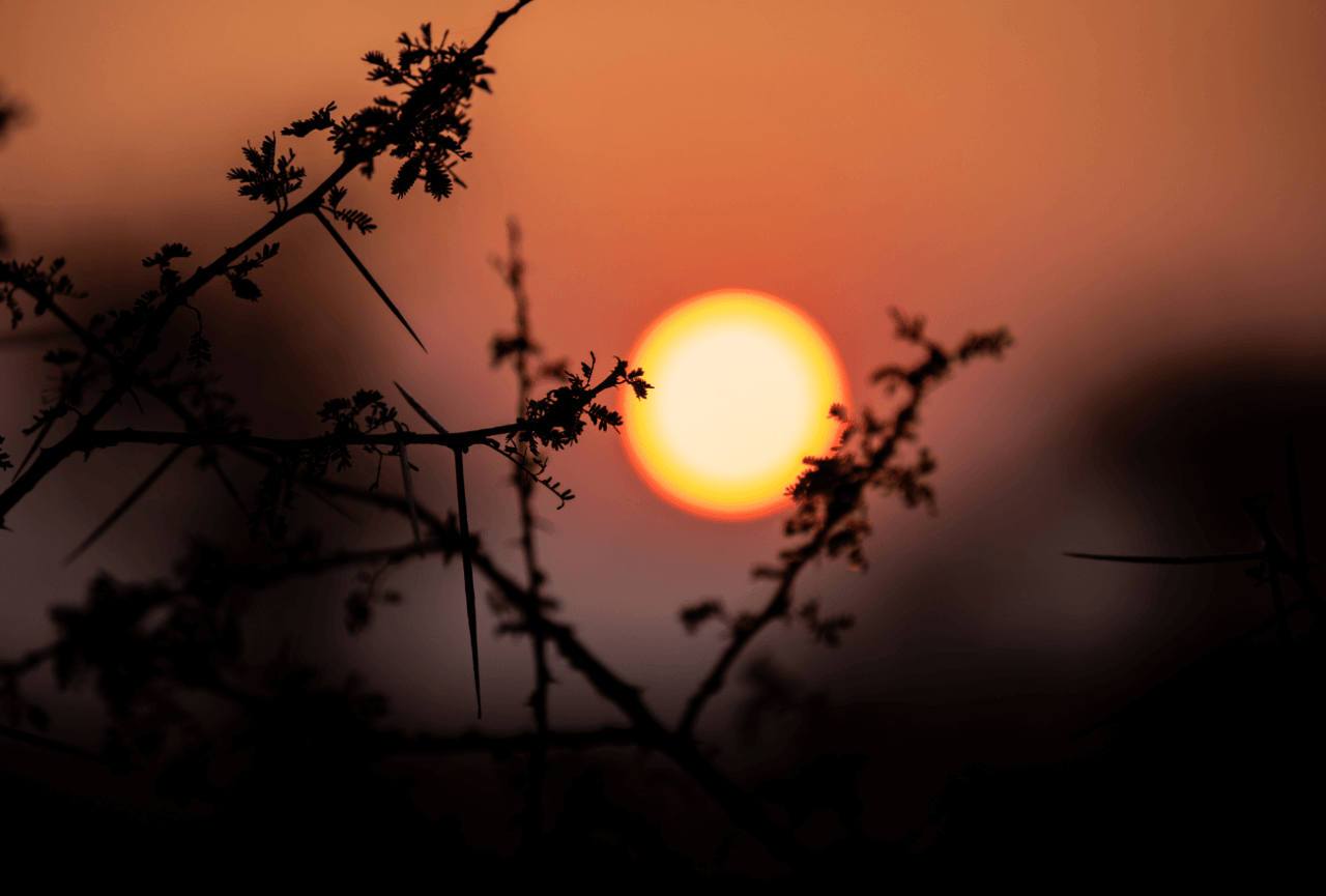 Phambili Safaris | Phambili Safaris